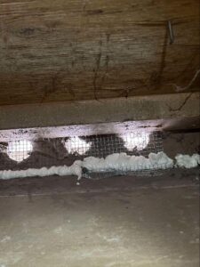 5 Signs That Your Attic Insulation Is Attracting Pests and Rodents | My Insulation Guy